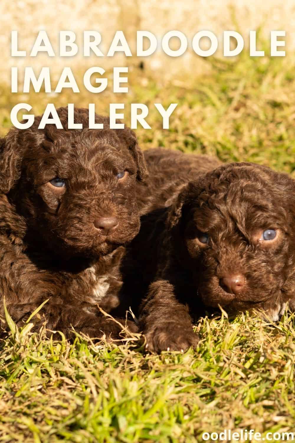 Labradoodle Images And Photo Gallery - Oodle Life