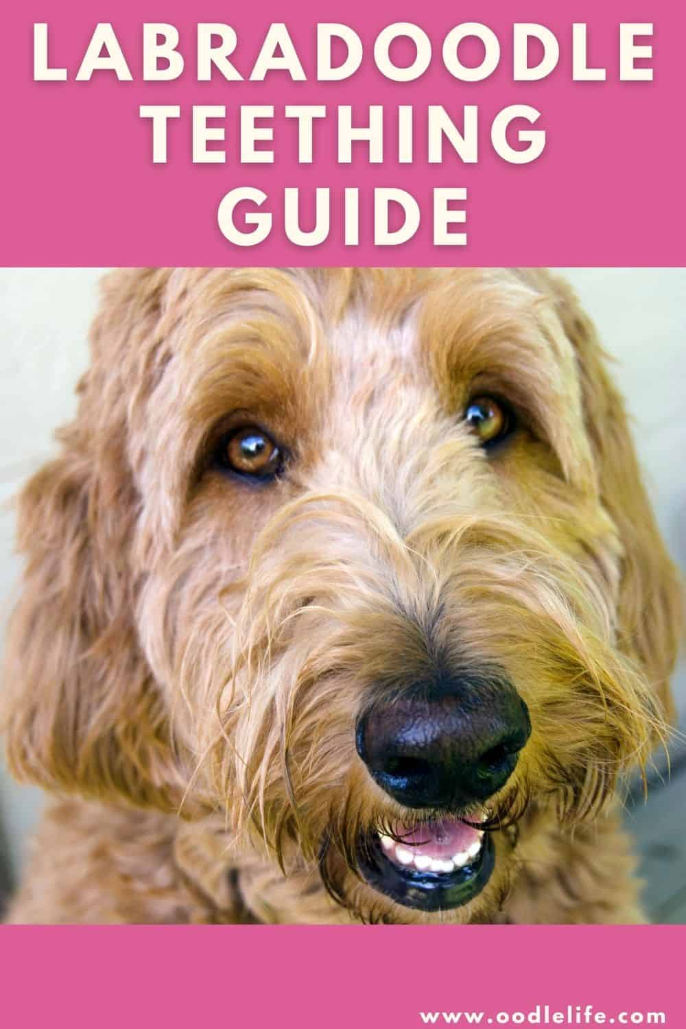 Labradoodle Teething Guide- Teething Age - Oodle Life