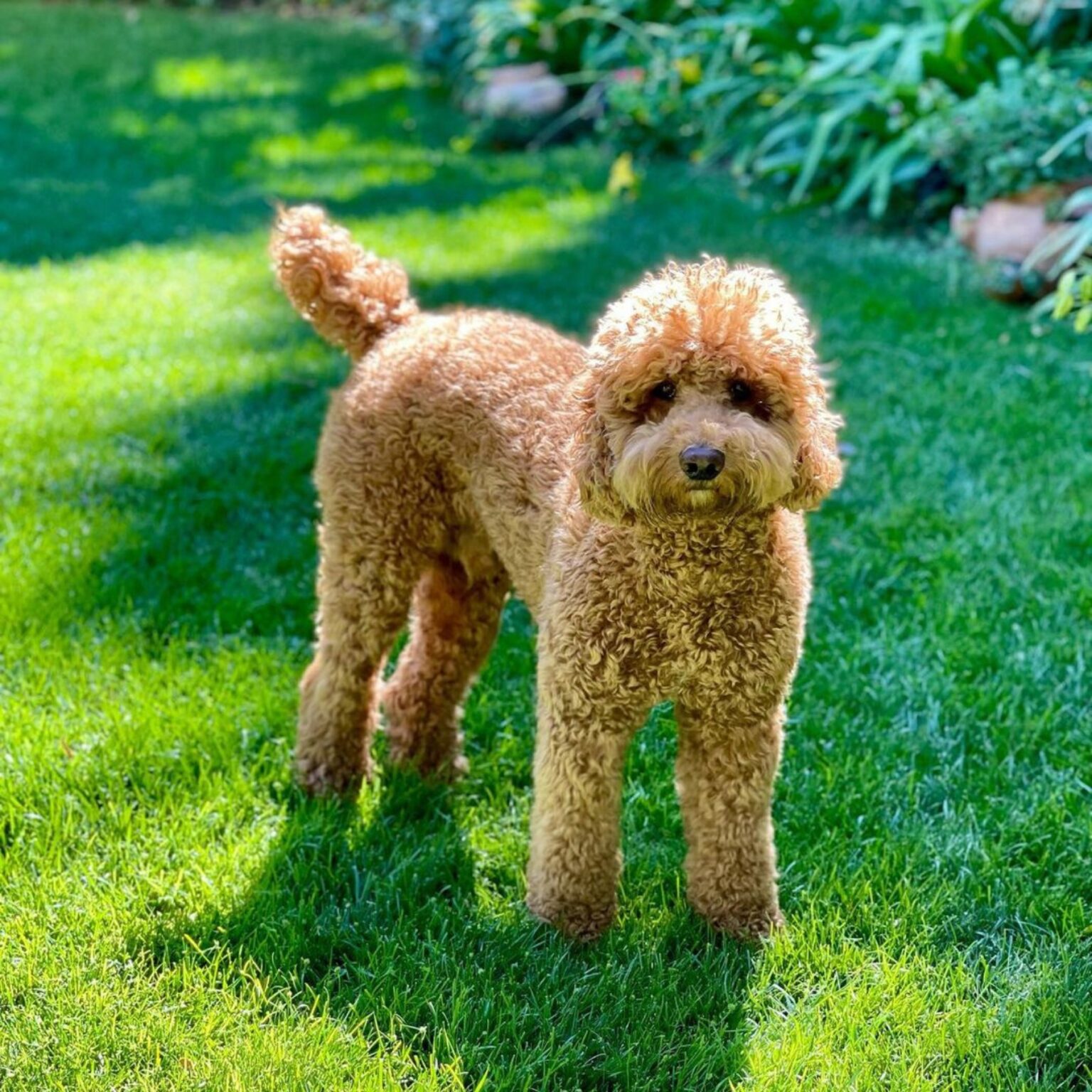 What Is An Australian Labradoodle? - Oodle Life