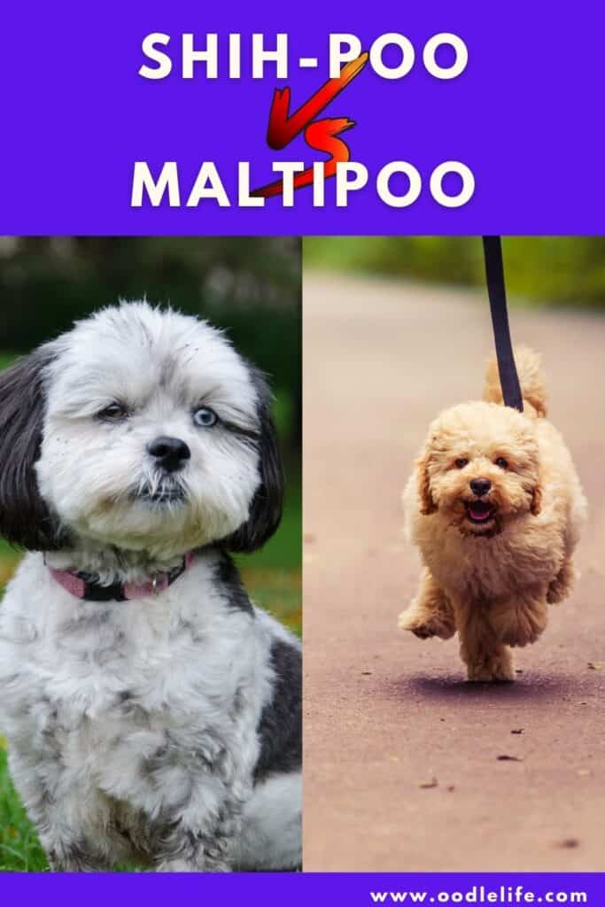 Shih Poo Vs Maltipoo [Breed Comparison With Photos] - Oodle Life