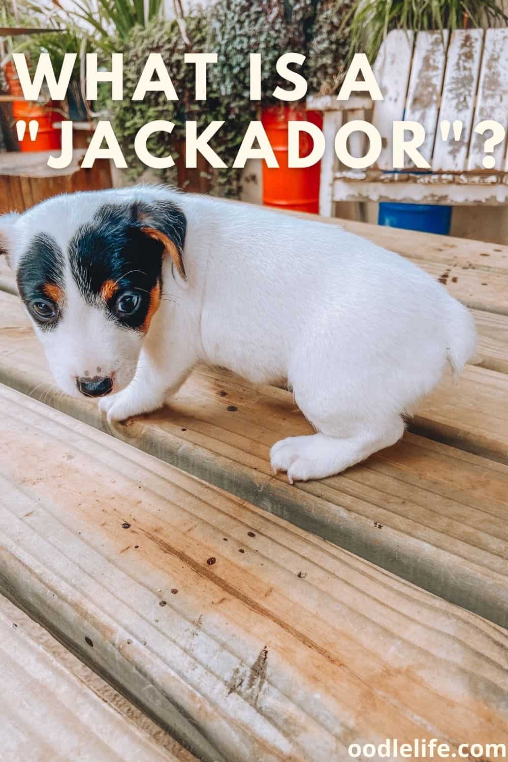 What Is A Jackador? (Jack Russell Labrador Mix) - Oodle Life