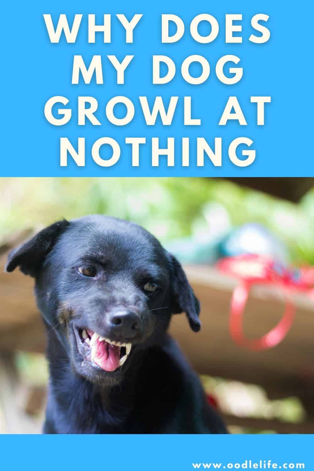 Why Does My Dog Growl At Nothing? - Oodle Life Why Does My Dog Growl At Nothing? - Oodle Life