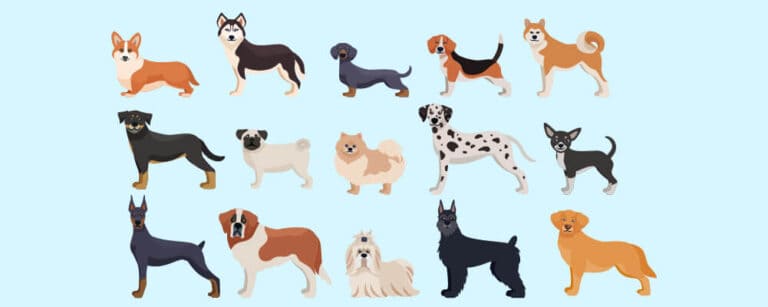 A Complete Guide To What Dog Breed I Should Get - Oodle Life