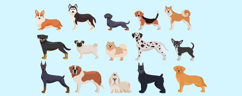 A Complete Guide To What Dog Breed I Should Get - Oodle Life