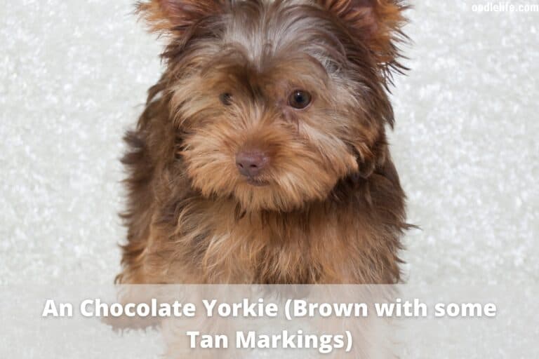 Yorkie Colors - Yorkshire Terrier Coat Colors [Photo Guide And ...