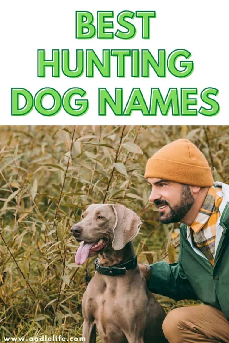Best Hunting Dog Names - Oodle Life