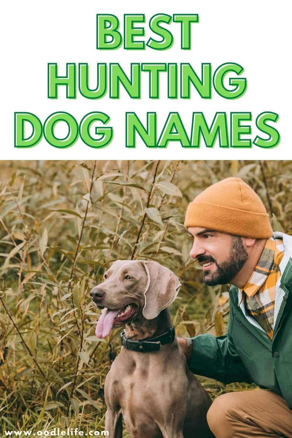 Best Hunting Dog Names - Oodle Life