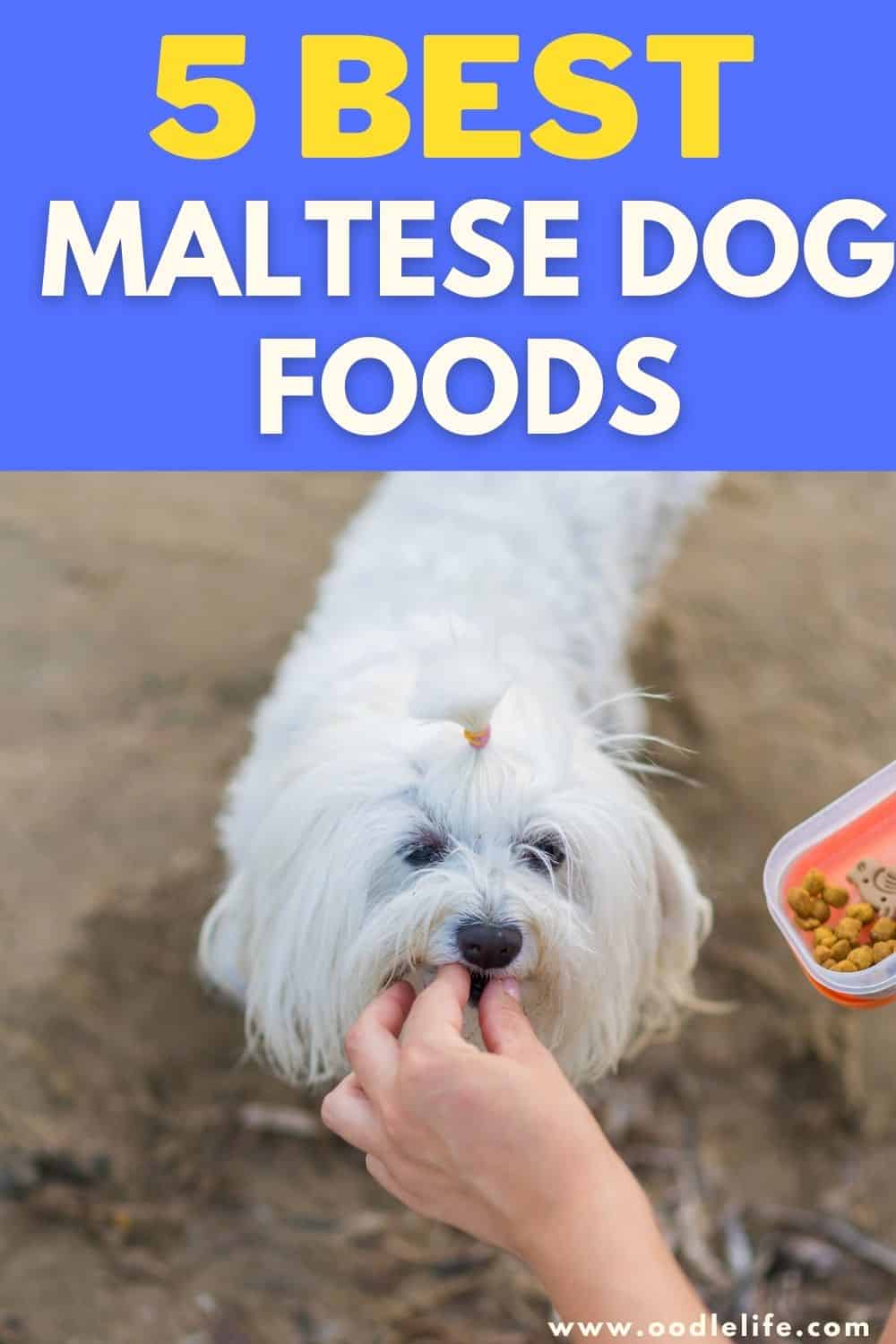 5 Best Dog Food For Maltese Terriers - Oodle Life