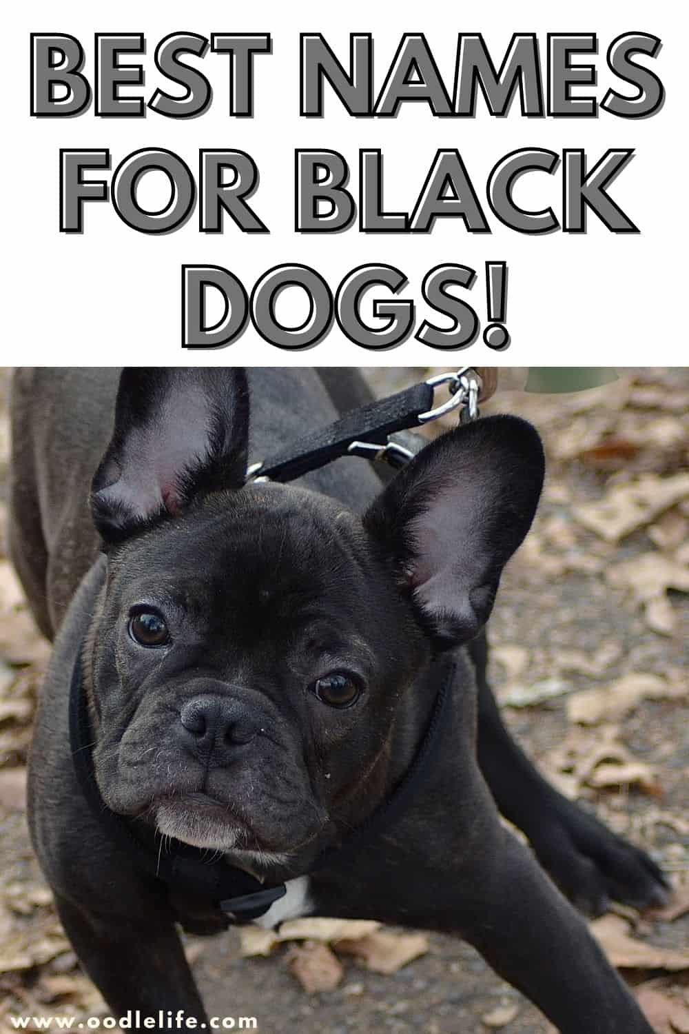 25 Best Black Dog Names [Hand Picked] - Oodle Life