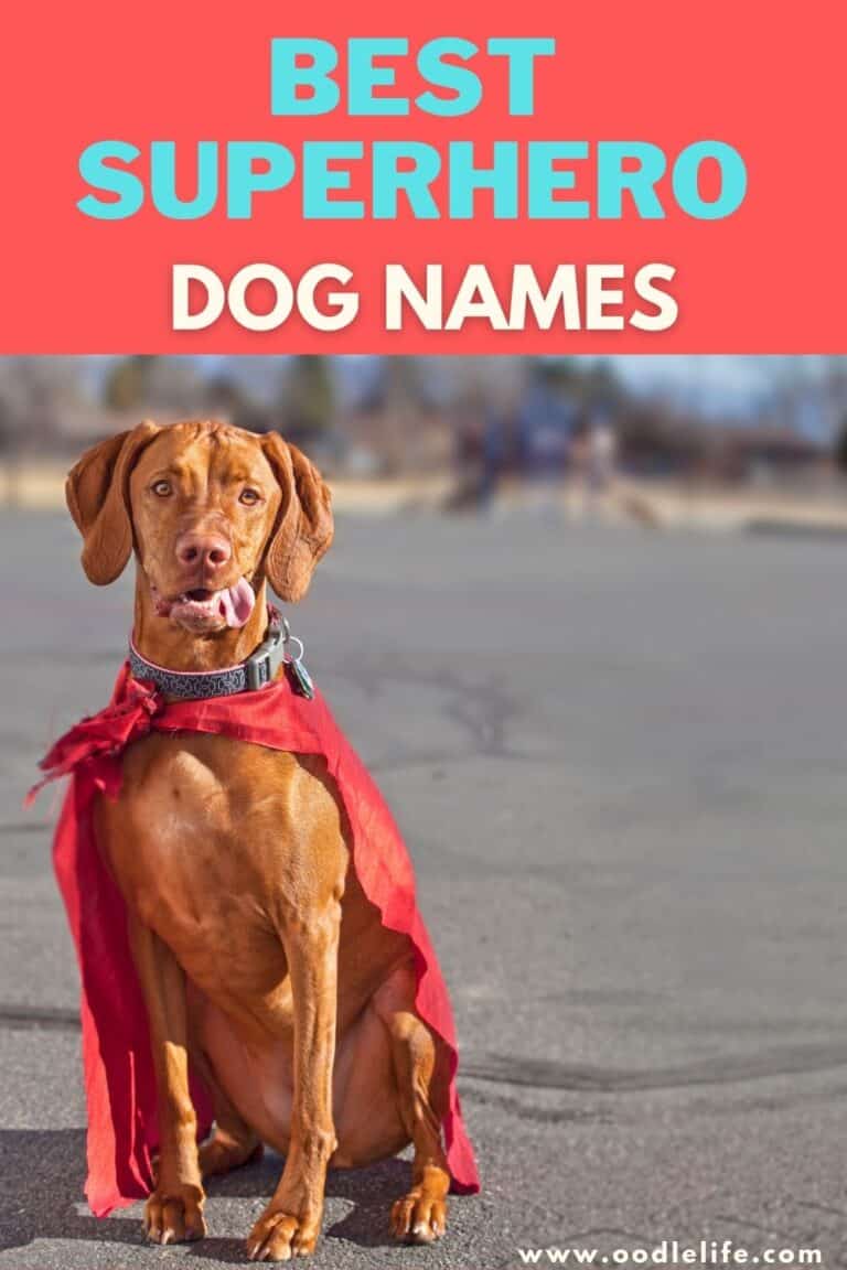 31 Best Superhero Dog Names [Actually Good Dog Names] - Oodle Life