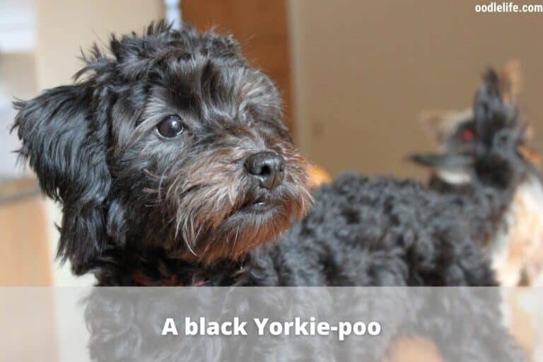Yorkie Colors - Yorkshire Terrier Coat Colors [Photo Guide And ...