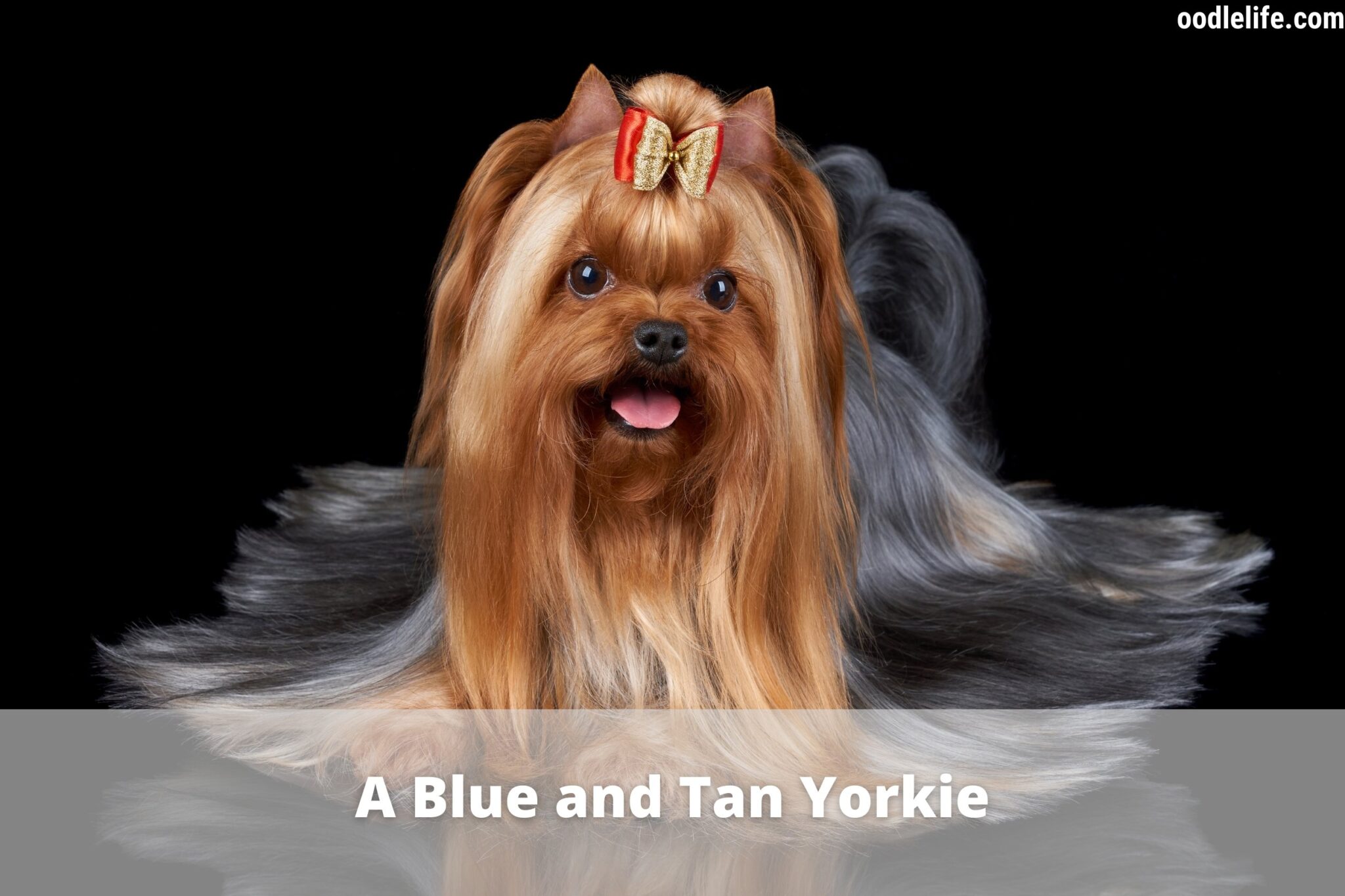 Yorkie Images - Photos Of Yorkie Terriers [Puppies And Adult] - Oodle Life