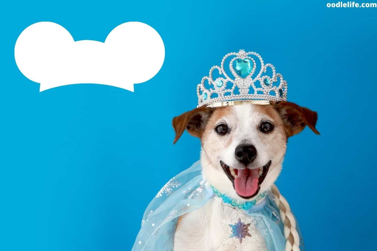 31 Best Superhero Dog Names [Actually Good Dog Names] - Oodle Life