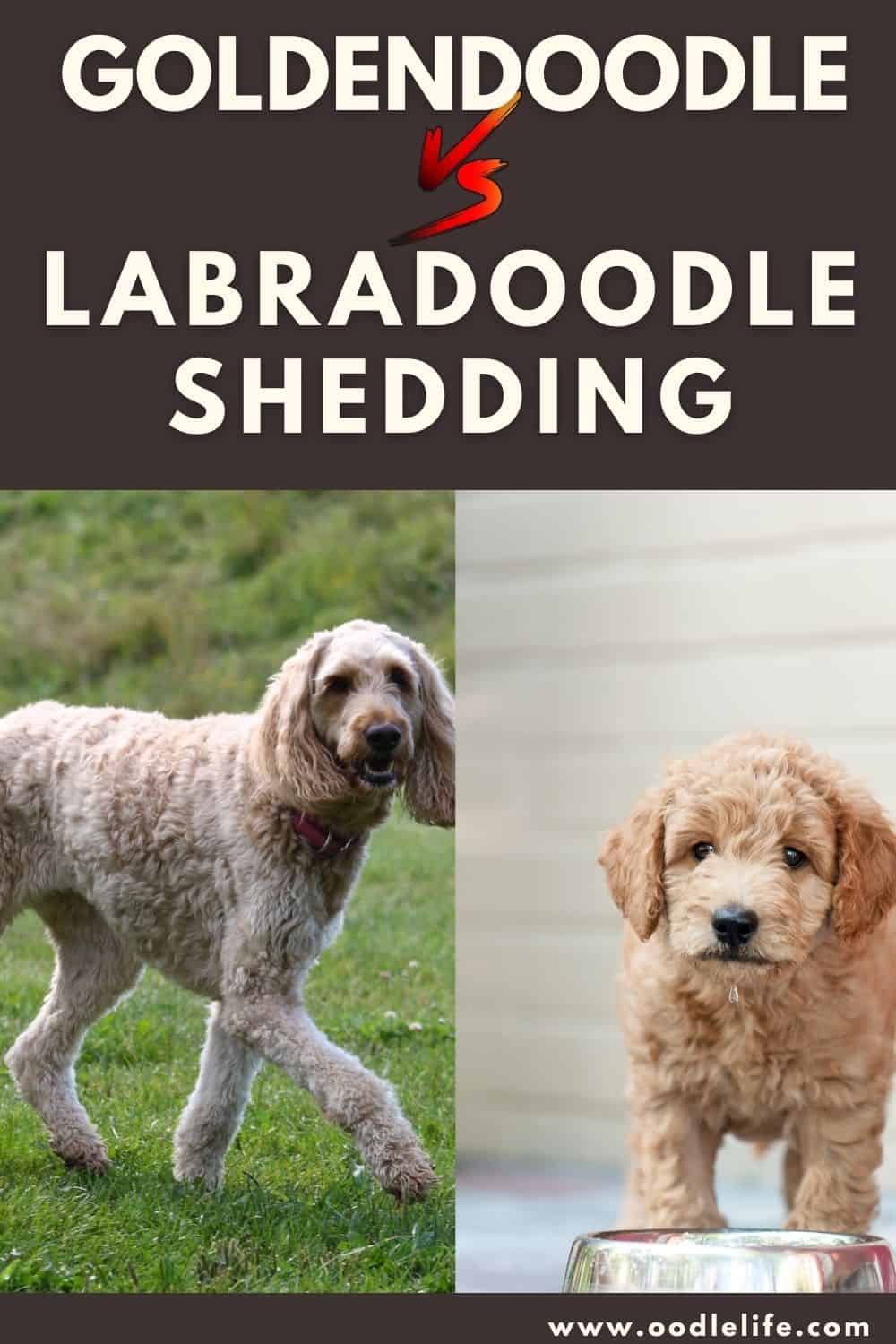 Labradoodle Vs Goldendoodle Shedding - Which Sheds The Least? - Oodle Life