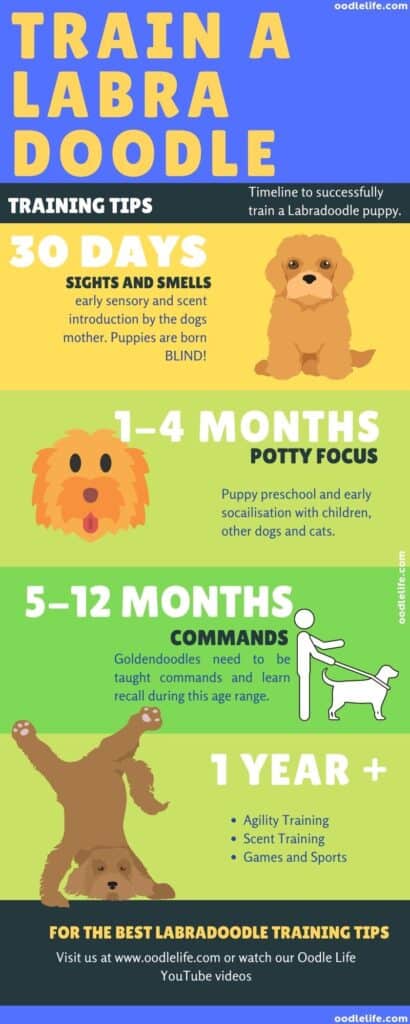 Labradoodle Training Timeline (Best Labradoodle Training Tips And ...
