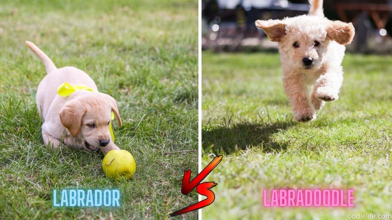 Labradoodle Vs Labrador - Which Is Better? - Oodle Life