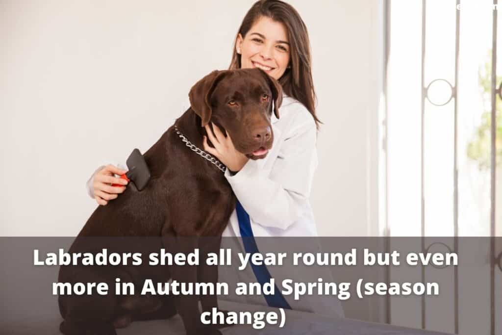 Do Labrador Retrievers Shed And When