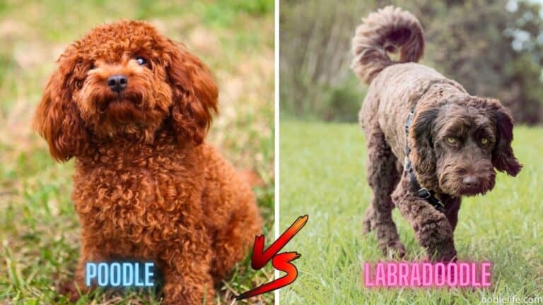 Poodle Vs Labradoodle - A Breed Comparison - Oodle Life