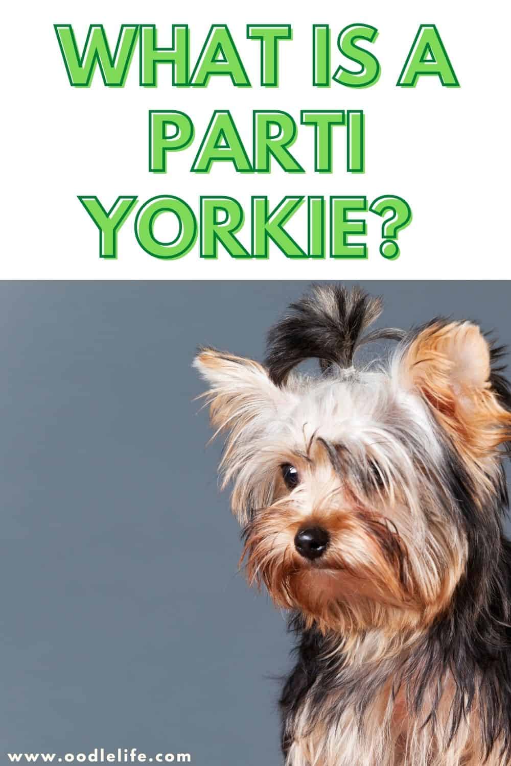 What Is A Parti Yorkie? [Coat Color] - Oodle Life