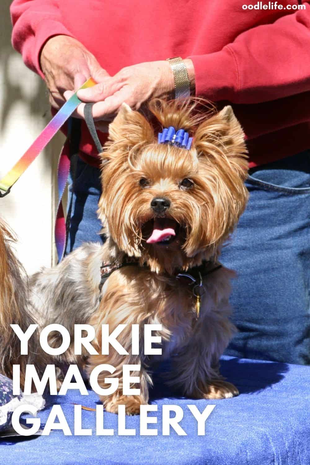 Yorkie Images - Photos Of Yorkie Terriers [Puppies And Adult] - Oodle Life