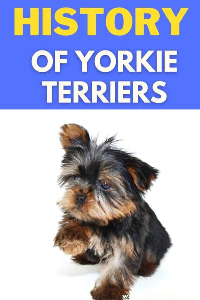 Yorkie Terrier History [Where Do Yorkies Come From?] - Oodle Life