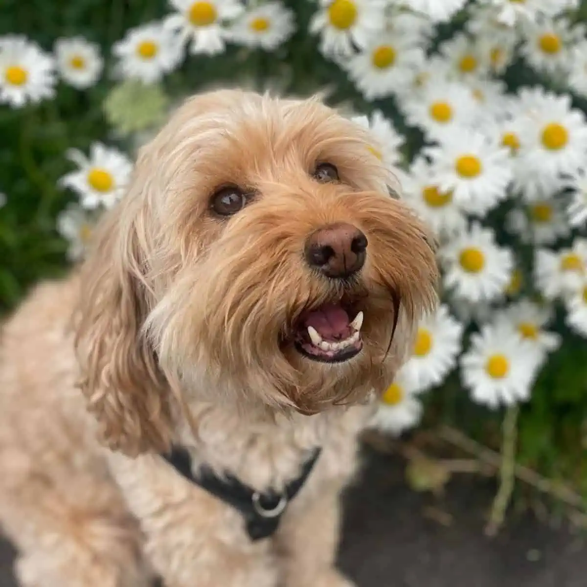 Cockapoo Vs Labradoodle: Breed Comparison - OodleLife®