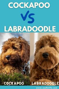 Cockapoo Vs Labradoodle: Breed Comparison - Oodle Life