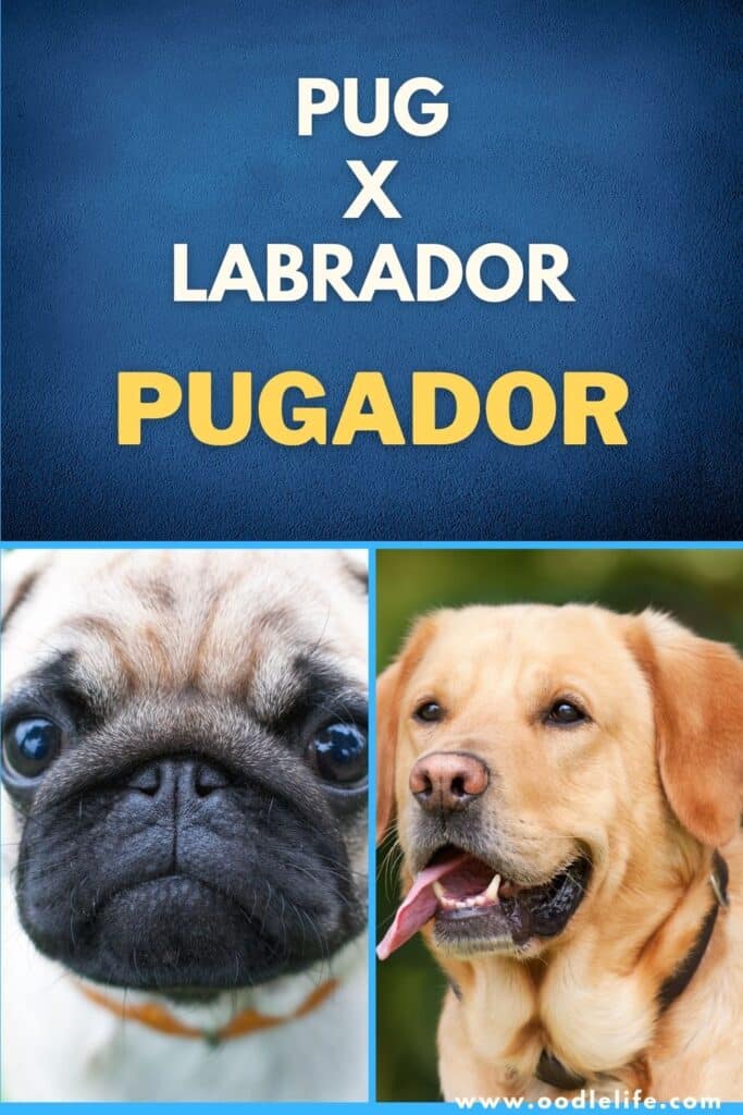 What Is A Pugador Dog – Pug Lab Mix [With Photos] - Oodle Life