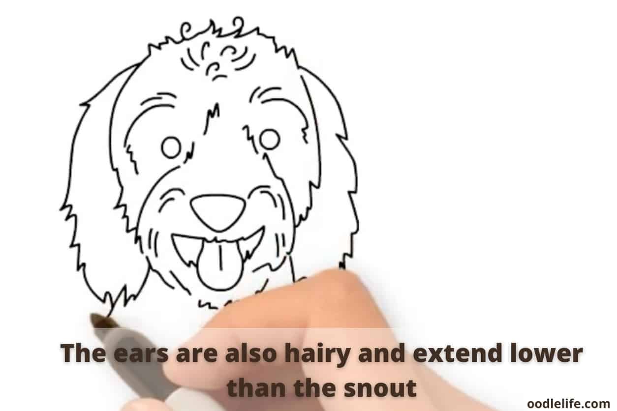 How To Draw A Labradoodle [Step By Step] - Oodle Life