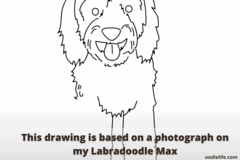 How To Draw A Labradoodle [Step By Step] - Oodle Life