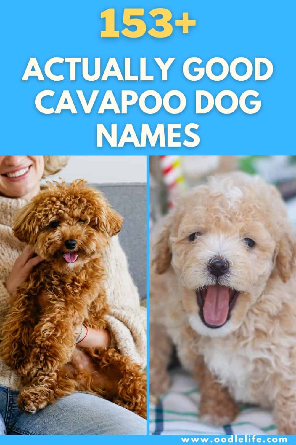153+ Best Cavapoo Names (Actually Good Dog Names) - Oodle Life
