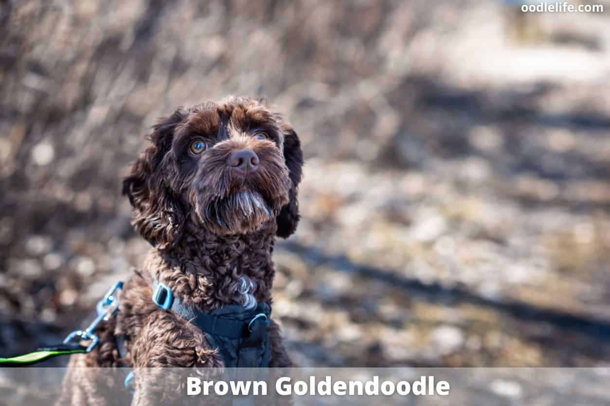 15 Types Of Goldendoodle Colors (with Photos!) - Oodle Life