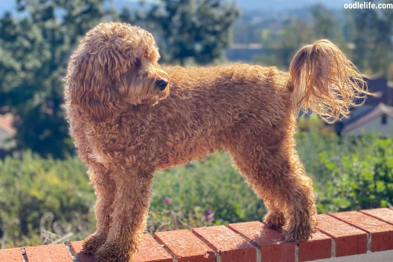 Why Does My Cavapoo Keep Peeing In The House? - Oodle Life