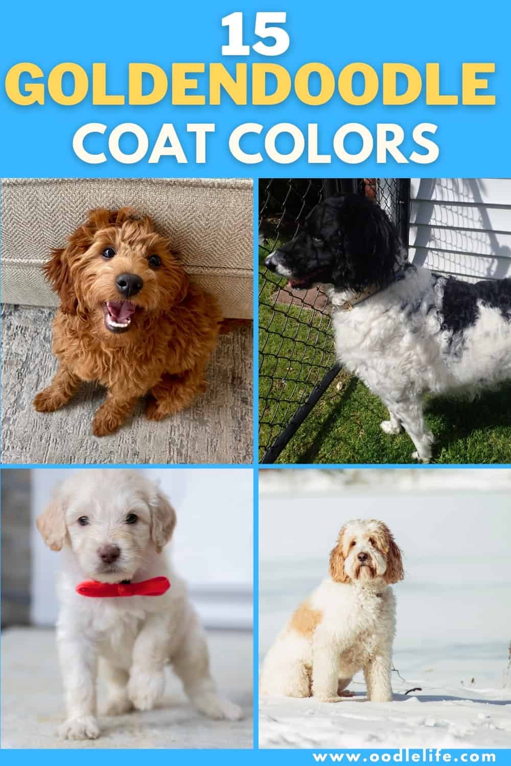 15 Types Of Goldendoodle Colors (with Photos!) - Oodle Life