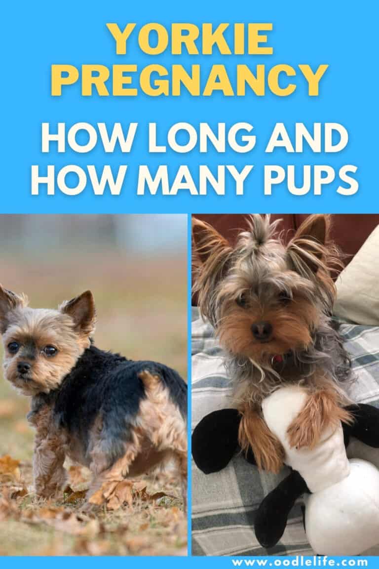How Long Are Yorkies Pregnant? - Oodle Life