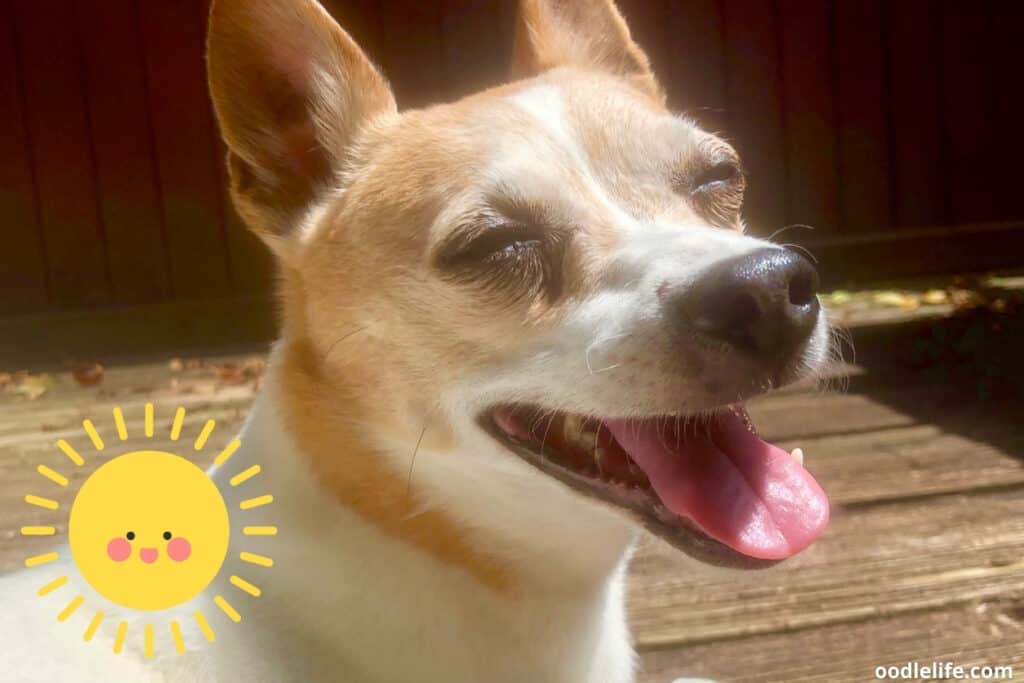 90 Best Weather Names For Dogs [Actually Good] - Oodle Life