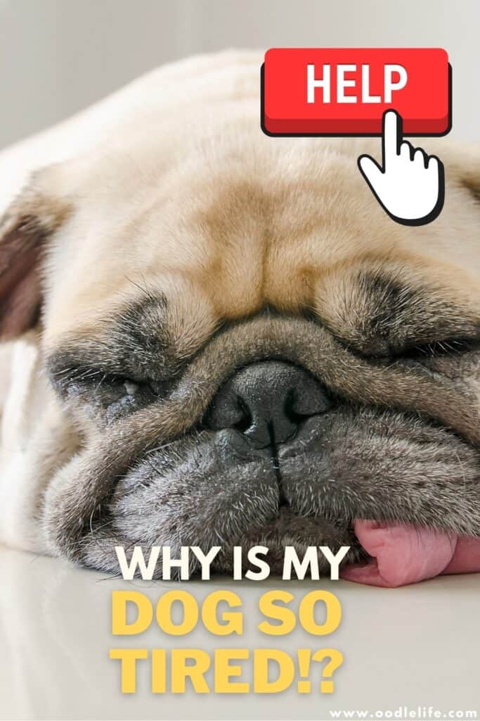 Why Is My Dog So Tired? - Oodle Life Why Is My Dog So Tired? - Oodle Life