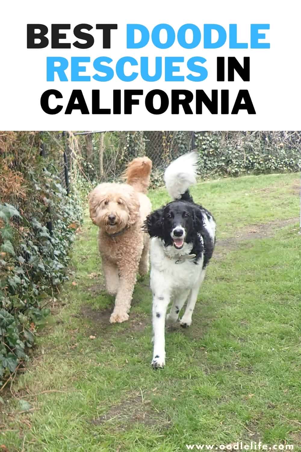 5 Best Doodle Rescues In California - Oodle Life