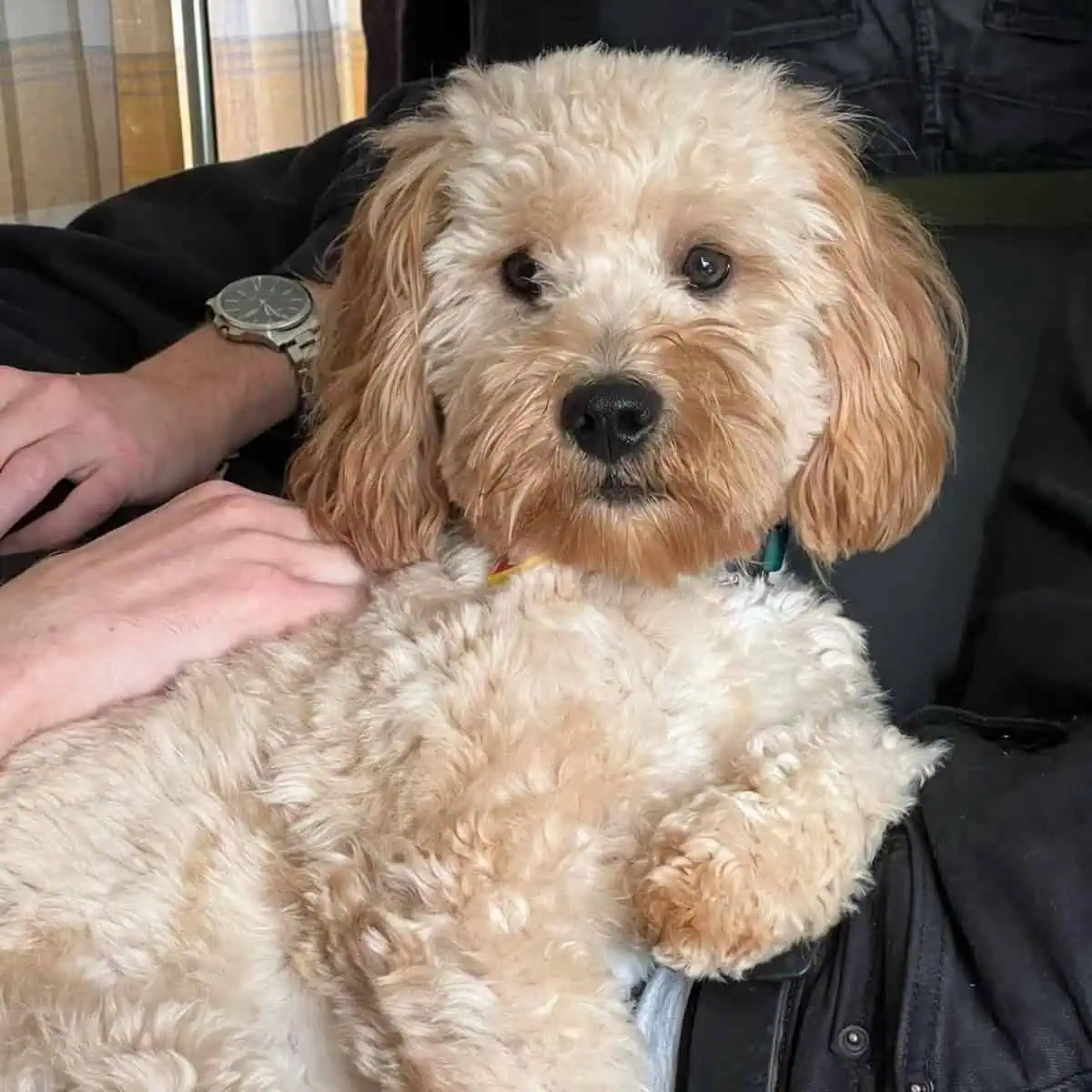 Do Cavapoos Like To Cuddle? - Oodle Life