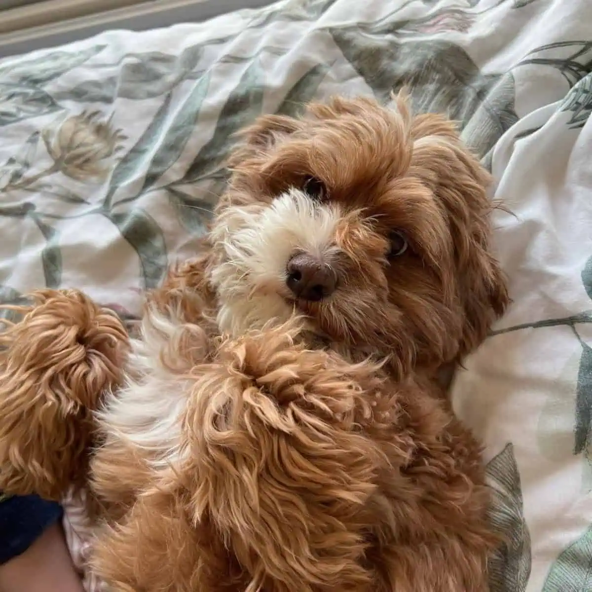 When To Get A Cavapoo Spayed? (Age Guide) - OodleLife®