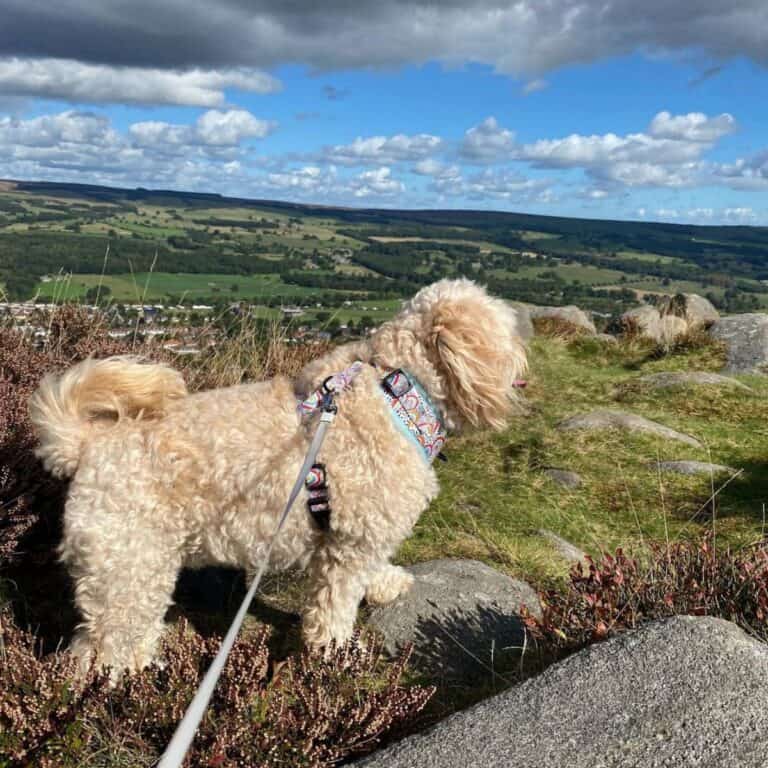 Can I Run With A Cavapoo? Are Cavapoos A Good Running Partner? - OodleLife®