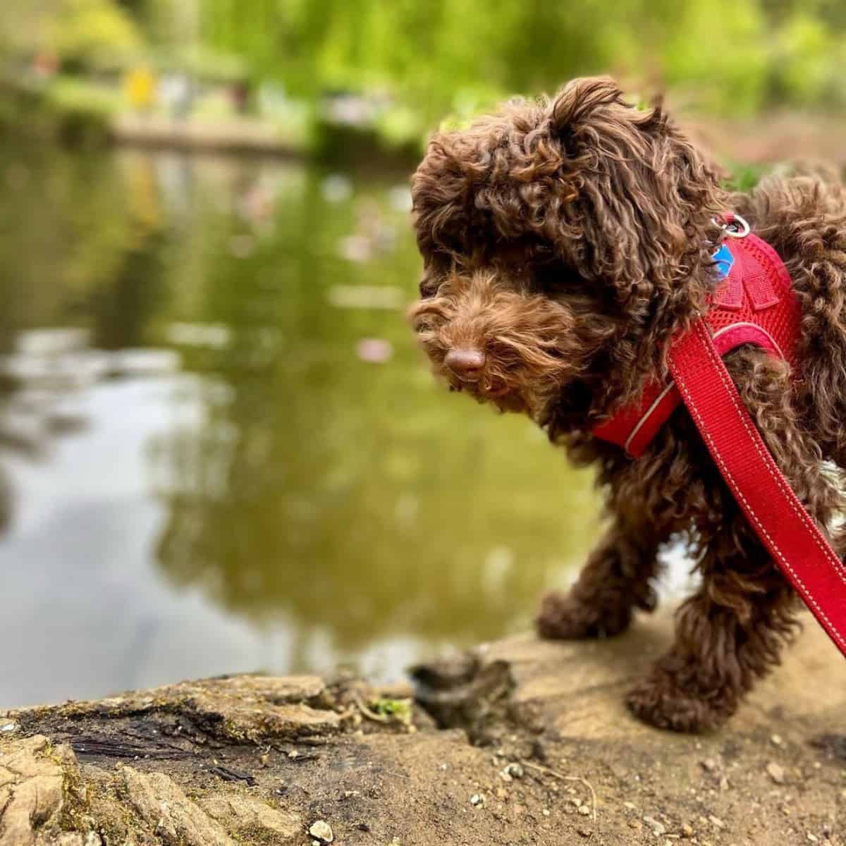 Are Chocolate Poodles Rare? Do Their Coats Change? (with Photos ...
