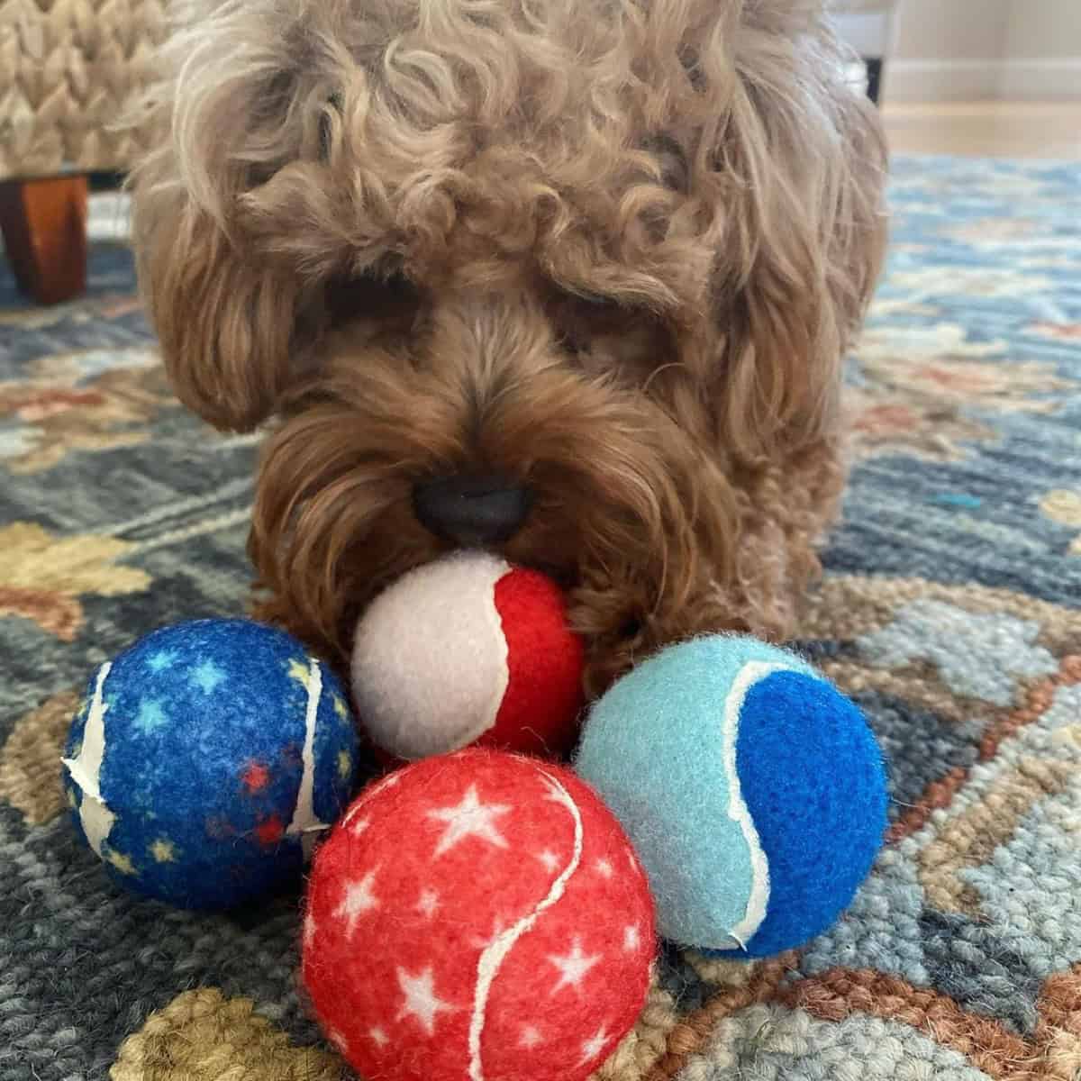 11 Great Toys For Cavapoos [Best Cavoodle Toys] - OodleLife®