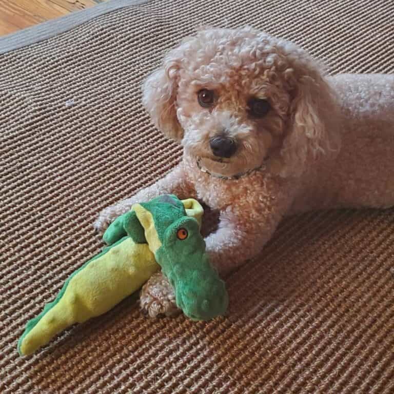 11 Great Toys For Cavapoos [Best Cavoodle Toys] - OodleLife®