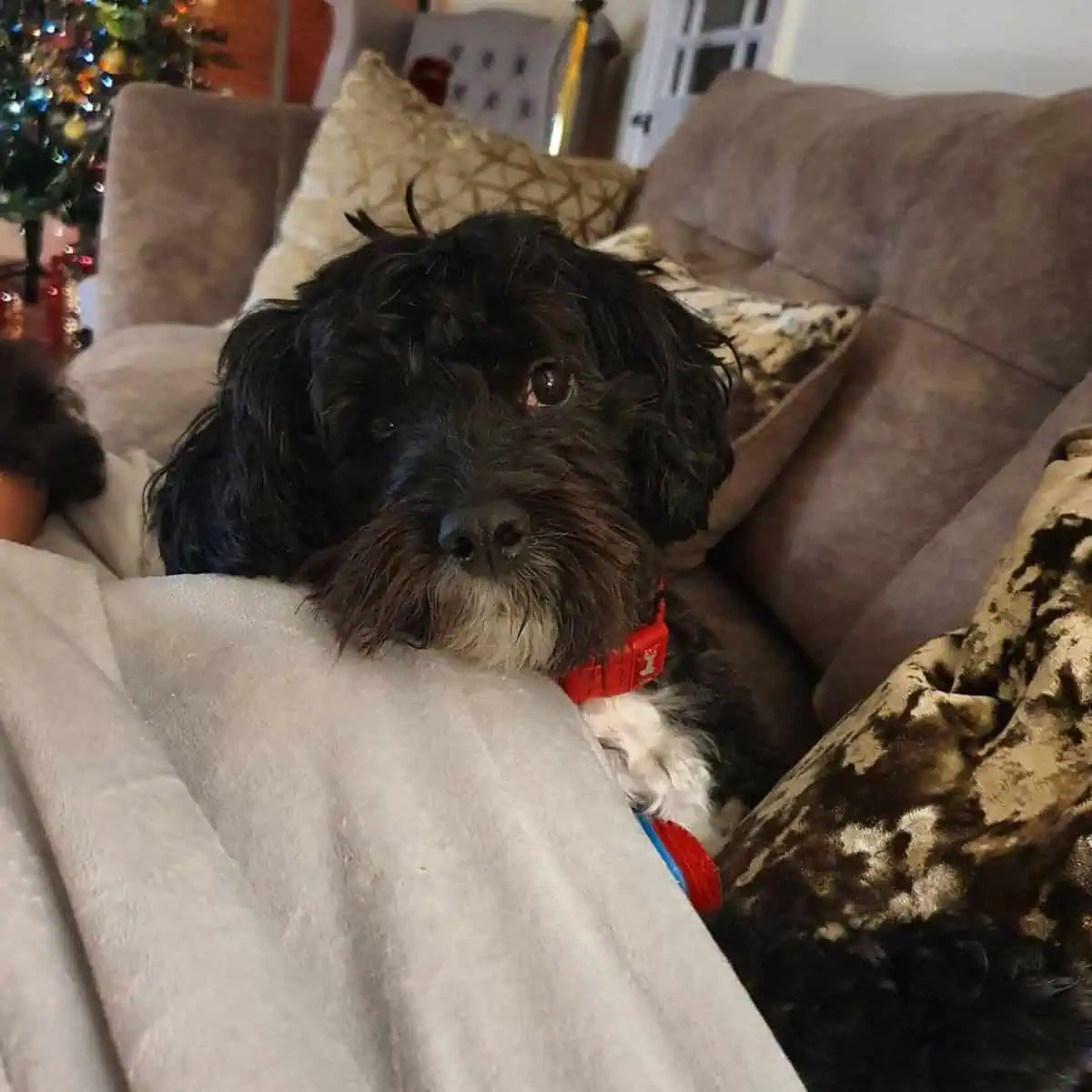 Do Cavapoos Like To Cuddle? - Oodle Life