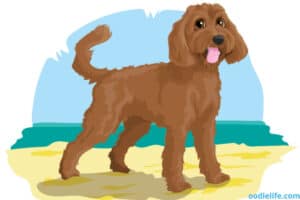 How To Draw A Cavapoo Puppy (Steps And Video) - Oodle Life