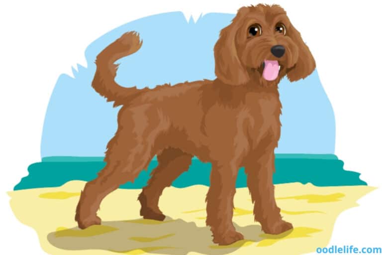 How To Draw A Cavapoo Puppy (Steps And Video) - Oodle Life