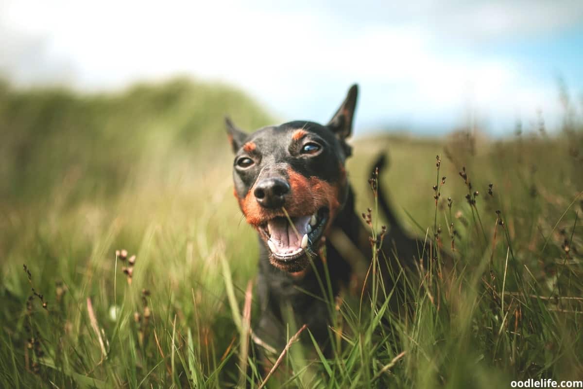 90 Best Weather Names For Dogs [Actually Good] - Oodle Life