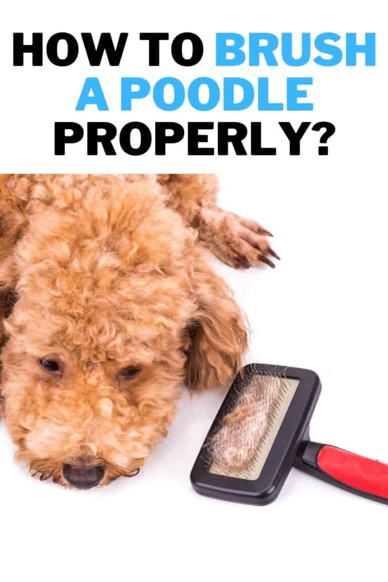 How To Brush A Poodle [The Right Way] - Oodle Life