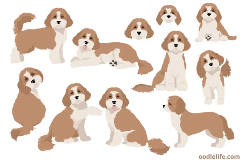 How To Draw A Cavapoo Puppy (Steps And Video) - Oodle Life